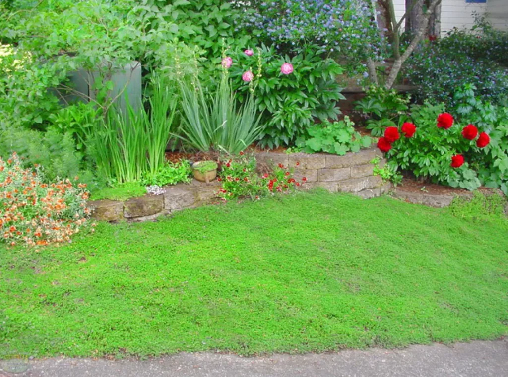 Smart Ground Cover Options to Protect Your Soil - Info Top Bio